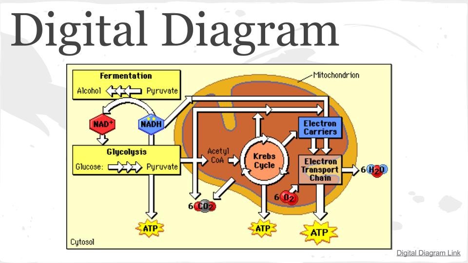 Isabel Medlock — Science Leadership Academy @ Center City