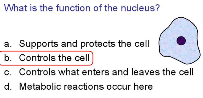 Structure & function — Science Leadership Academy @ Center City